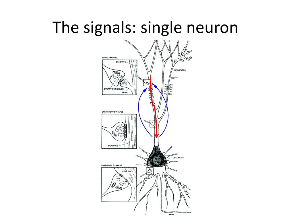 Thesignals_singleneuron-1